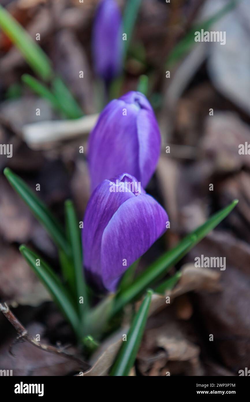 spring time in the garden Stock Photo - Alamy