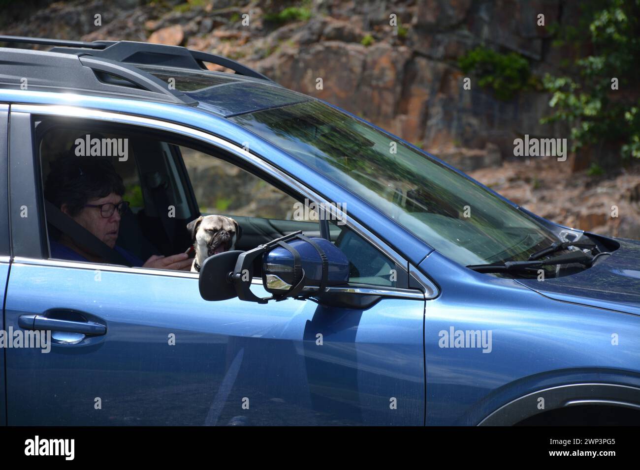 Pug dog looking out the window of car Stock Photo - Alamy