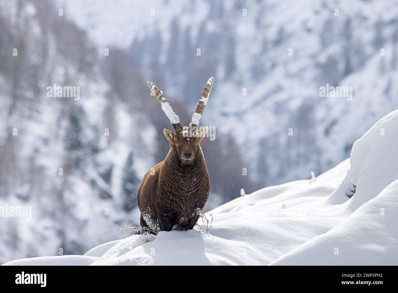 Alpine ibex (Capra ibex) male with big horns on mountain slope in deep ...
