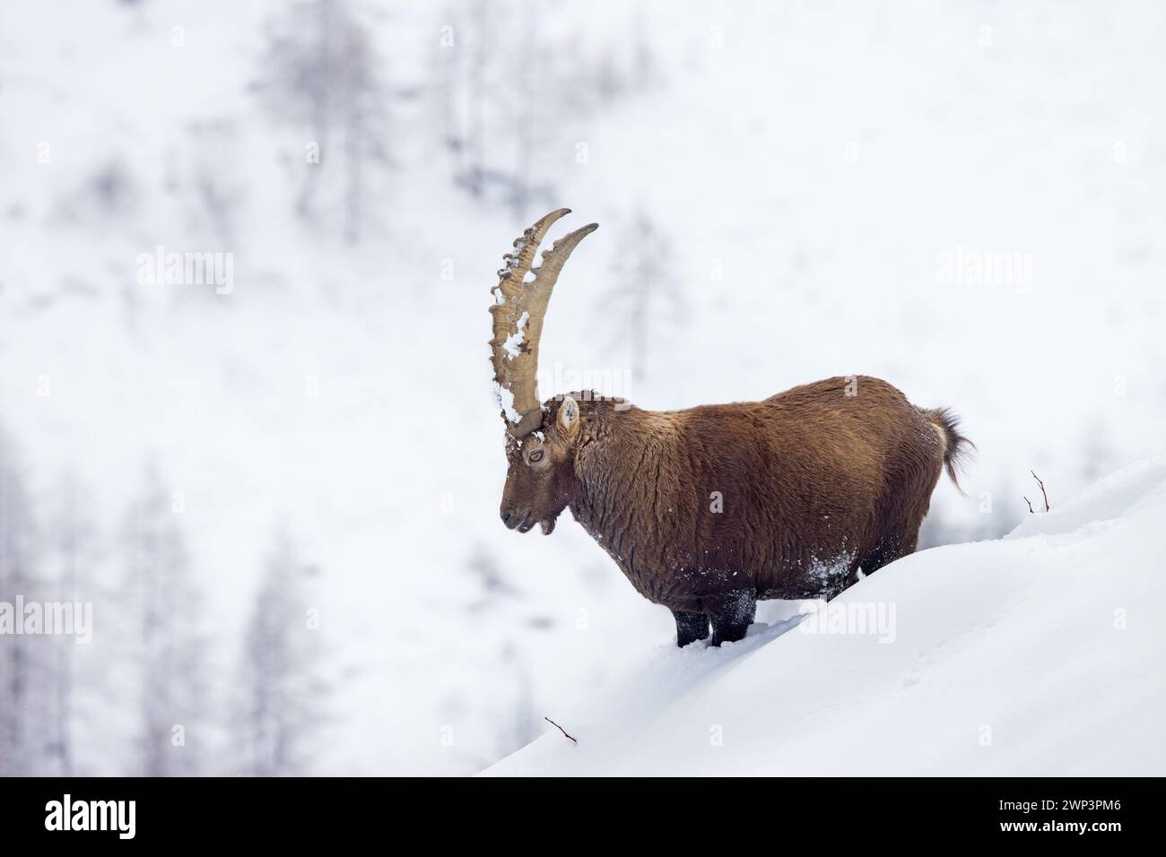 Alpine ibex (Capra ibex) male with big horns on mountain slope in deep ...