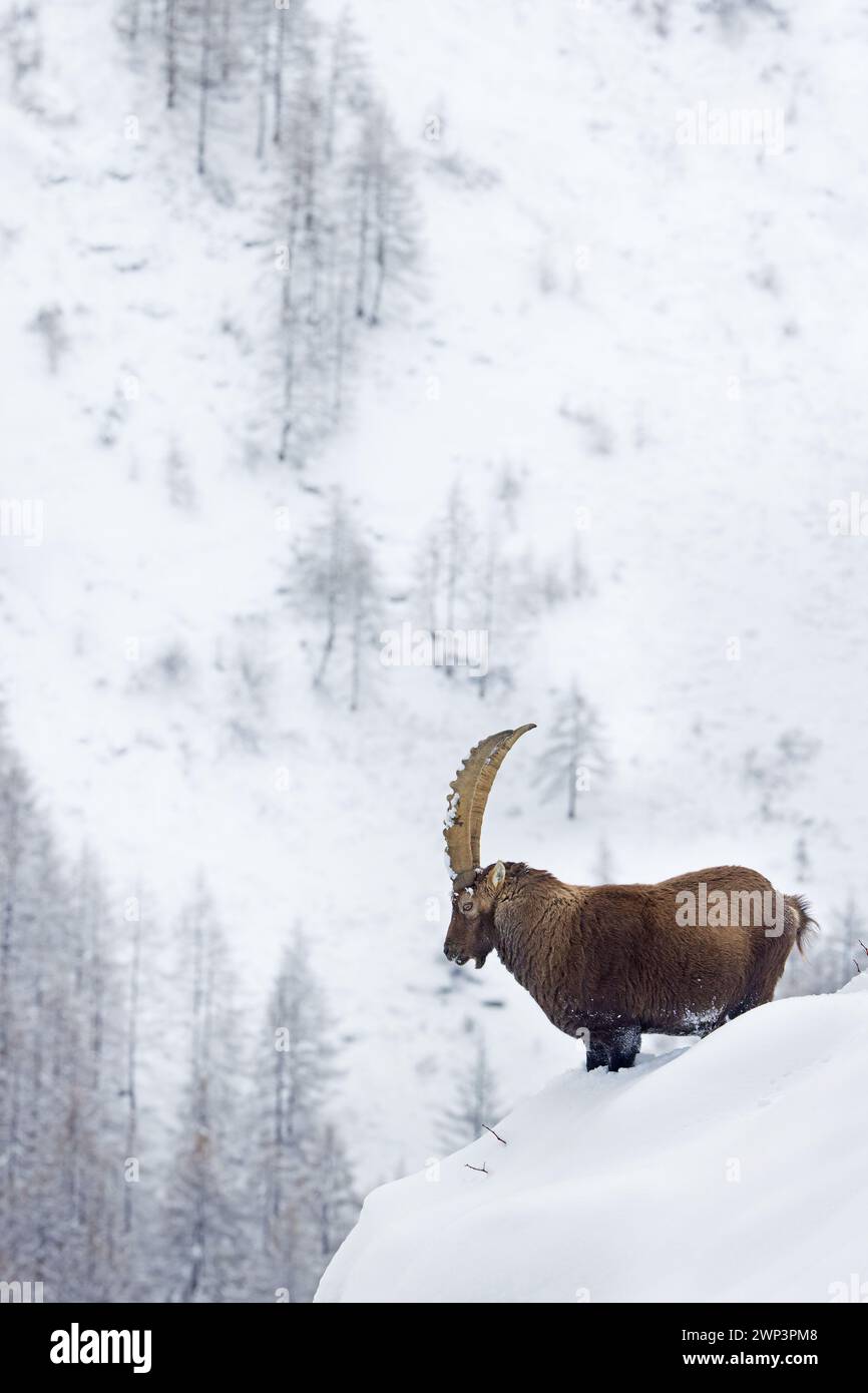 Big trees and snow hi-res stock photography and images - Alamy