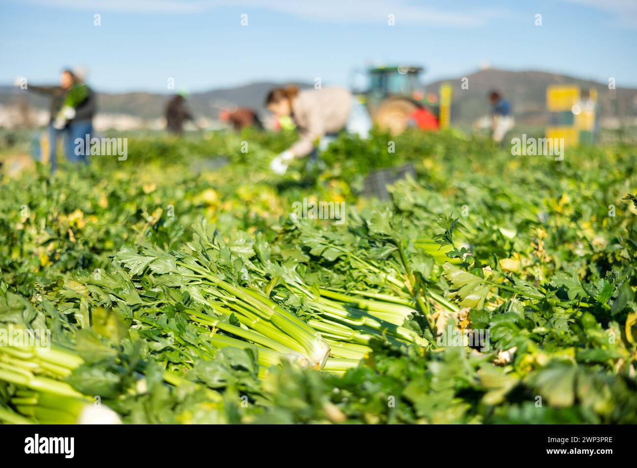 Freshly harvested celery on farm plantation with working people Stock ...