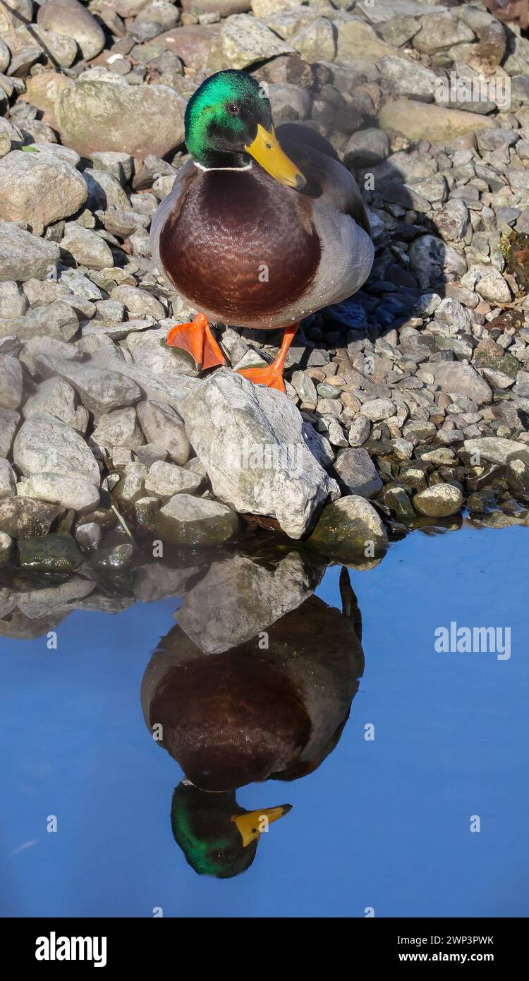 Oxford Island Nature Reserve, Lough Neagh, County Armagh, Northern ...