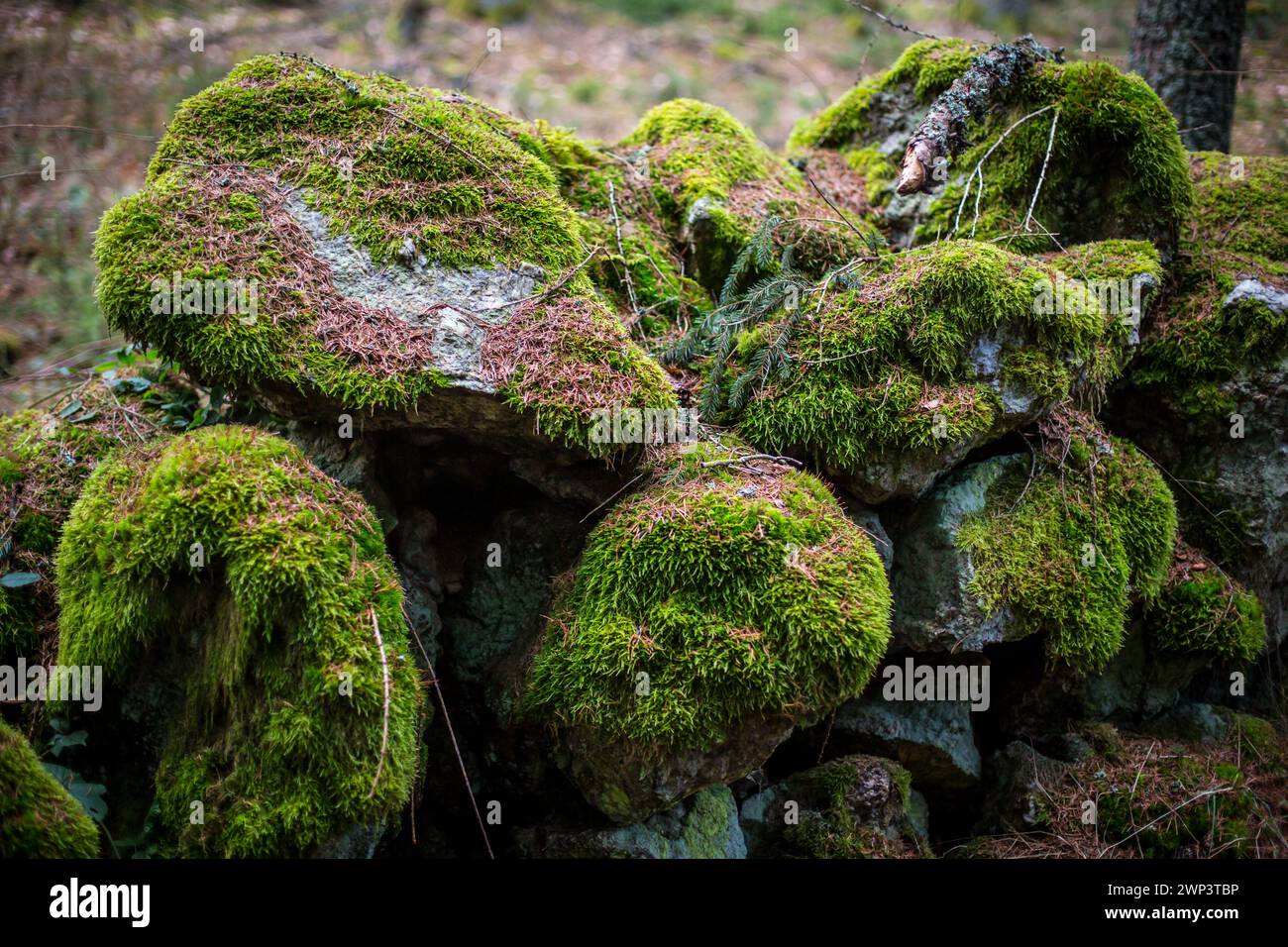 Wall of the forest hi-res stock photography and images - Alamy