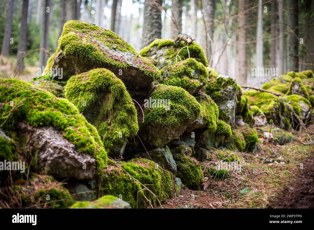 Natural stone wall in the forest covered with moss - Waldviertel ...