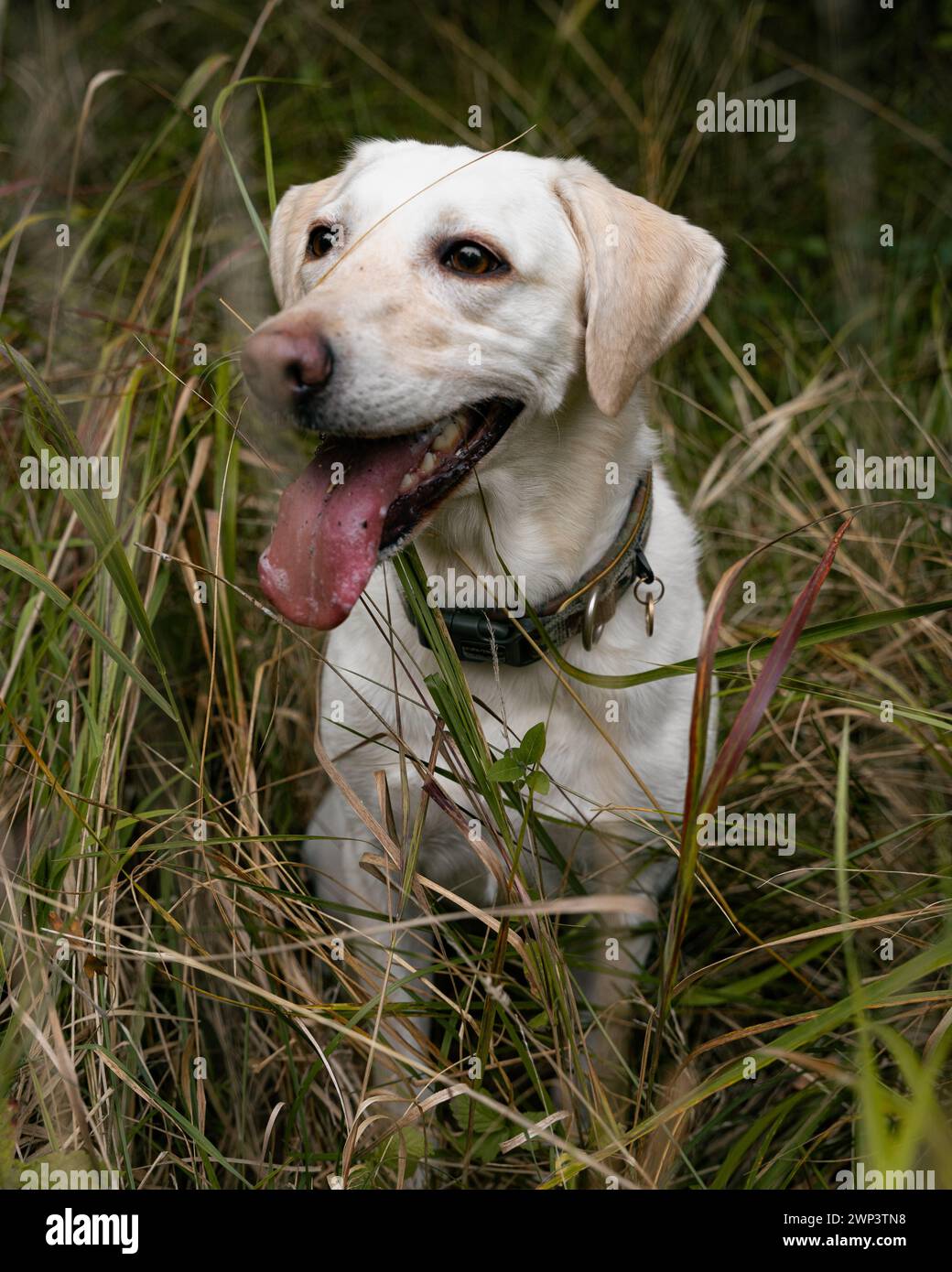 Working dog hi-res stock photography and images - Alamy
