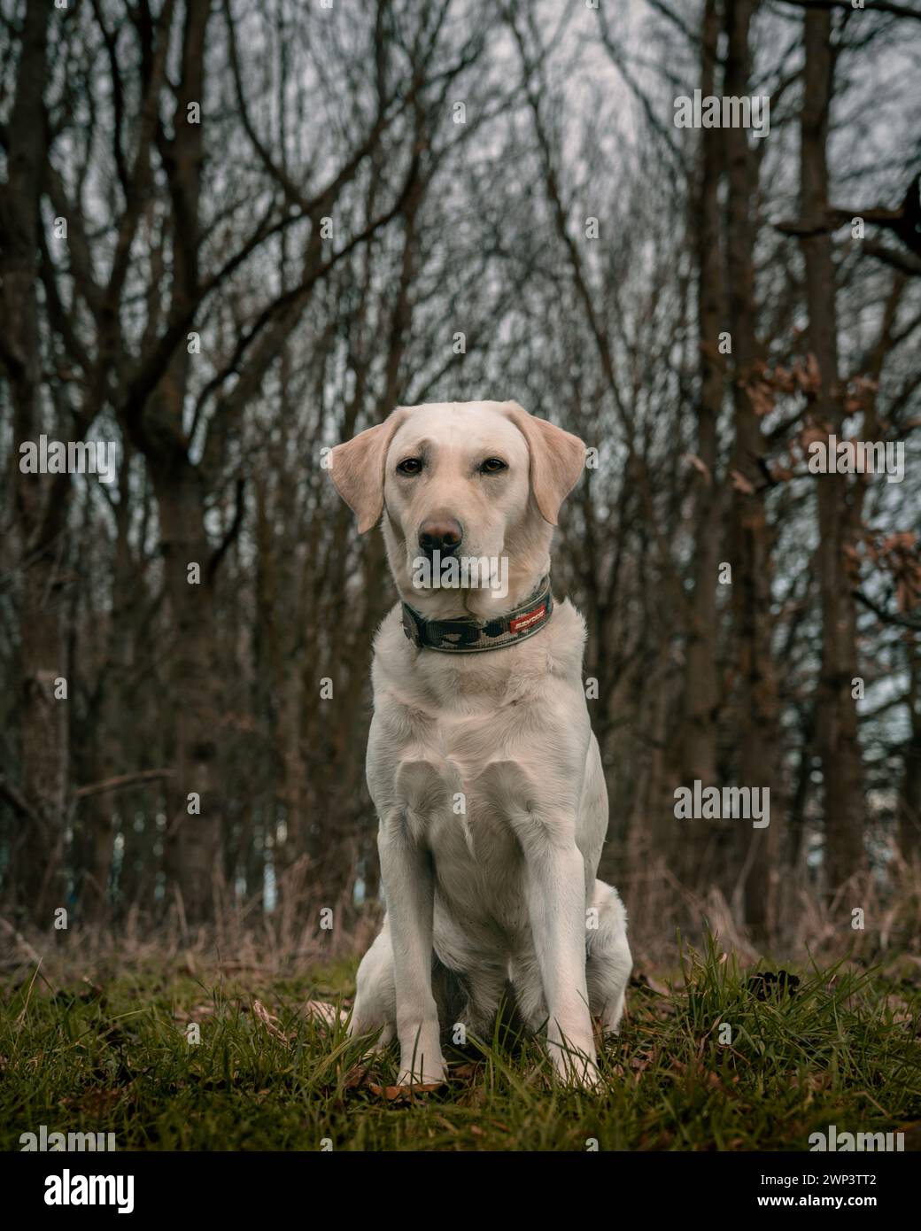 A Yellow Labrador Retriever Working Dog Stock Photo - Alamy
