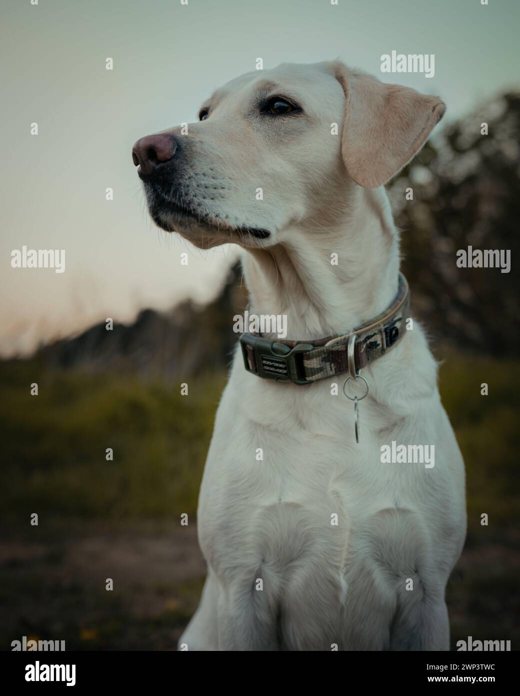 A Yellow Labrador Retriever Working Dog Stock Photo - Alamy