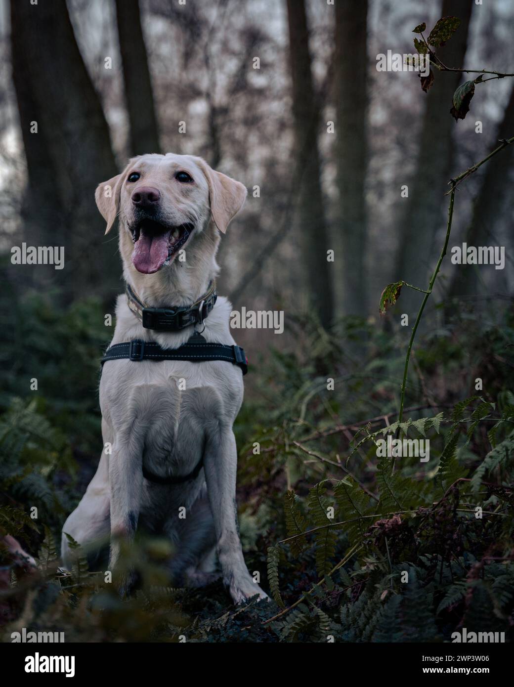 A Yellow Labrador Retriever Working Dog Stock Photo - Alamy