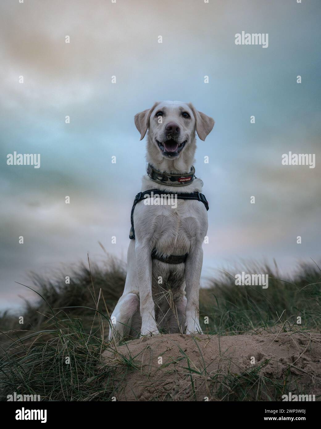 A Yellow Labrador Retriever Working Dog Stock Photo - Alamy