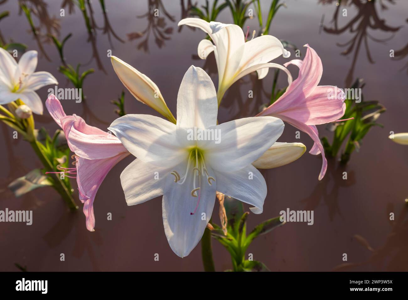 African water lilies hi-res stock photography and images - Alamy