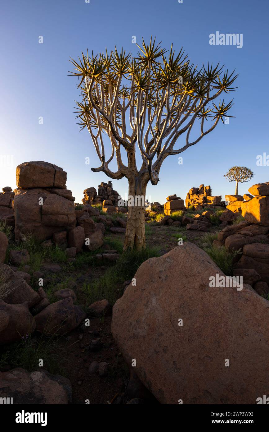 Quiver tree and large rocks in Devil's Playground Namibia Stock Photo ...