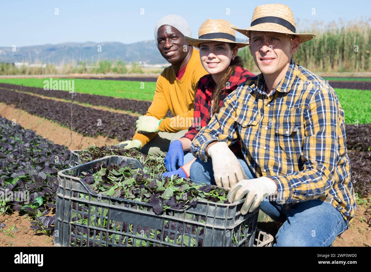Multinational group of smiling farmers posing with crates at the farm ...