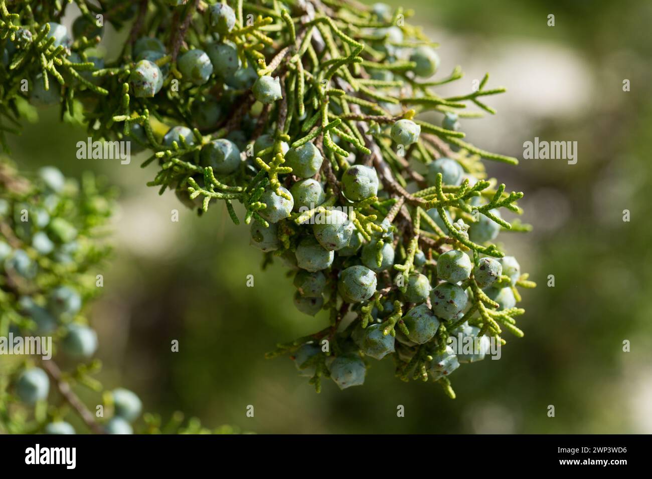 Fruits attractiveness hi-res stock photography and images - Alamy