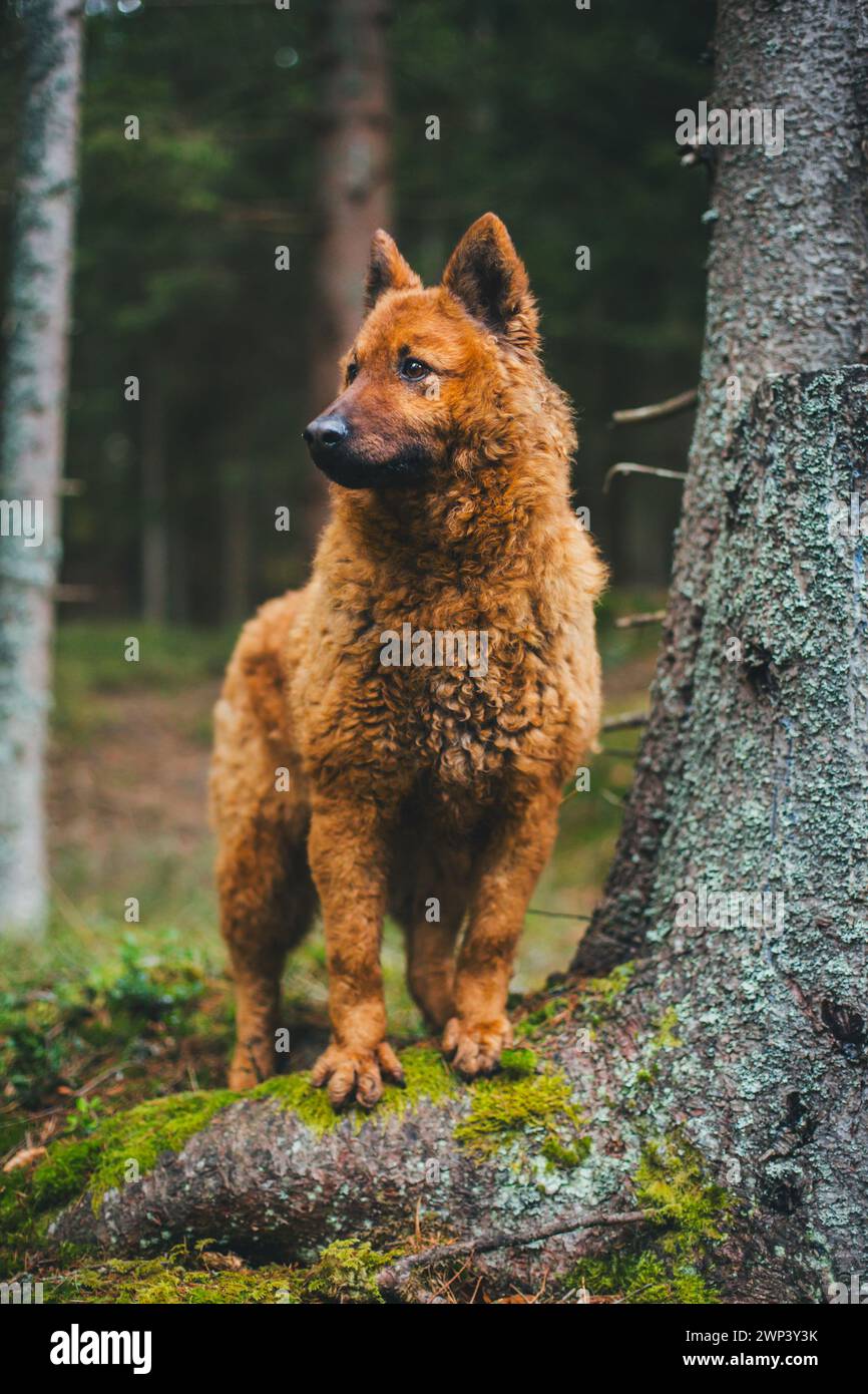 Kuhhund forest hi-res stock photography and images - Alamy