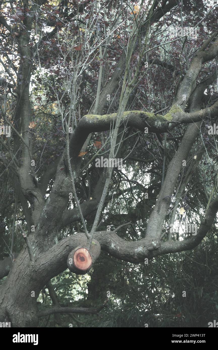 Arnos park london hi-res stock photography and images - Alamy