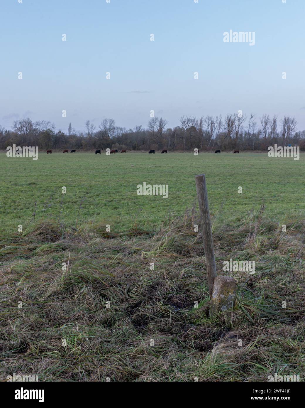 Traditional mead hi-res stock photography and images - Alamy