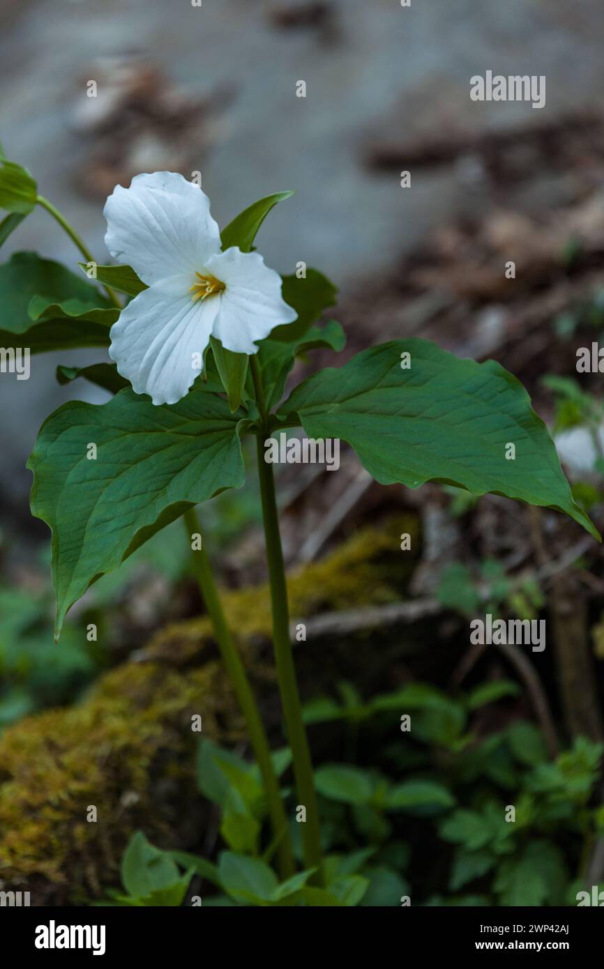 Trillium white hi-res stock photography and images - Alamy