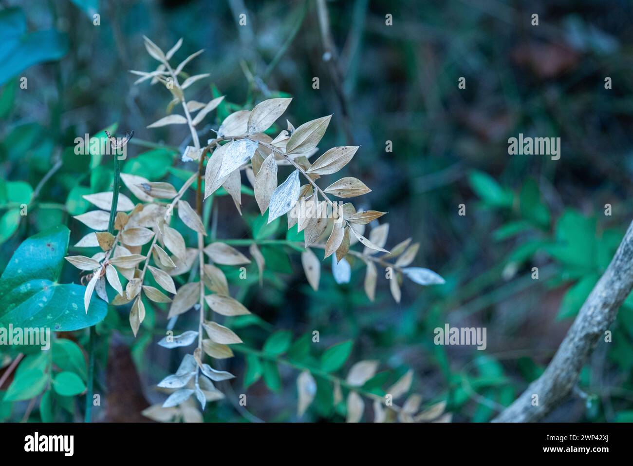 Vibrant leaf showcases hi-res stock photography and images - Alamy