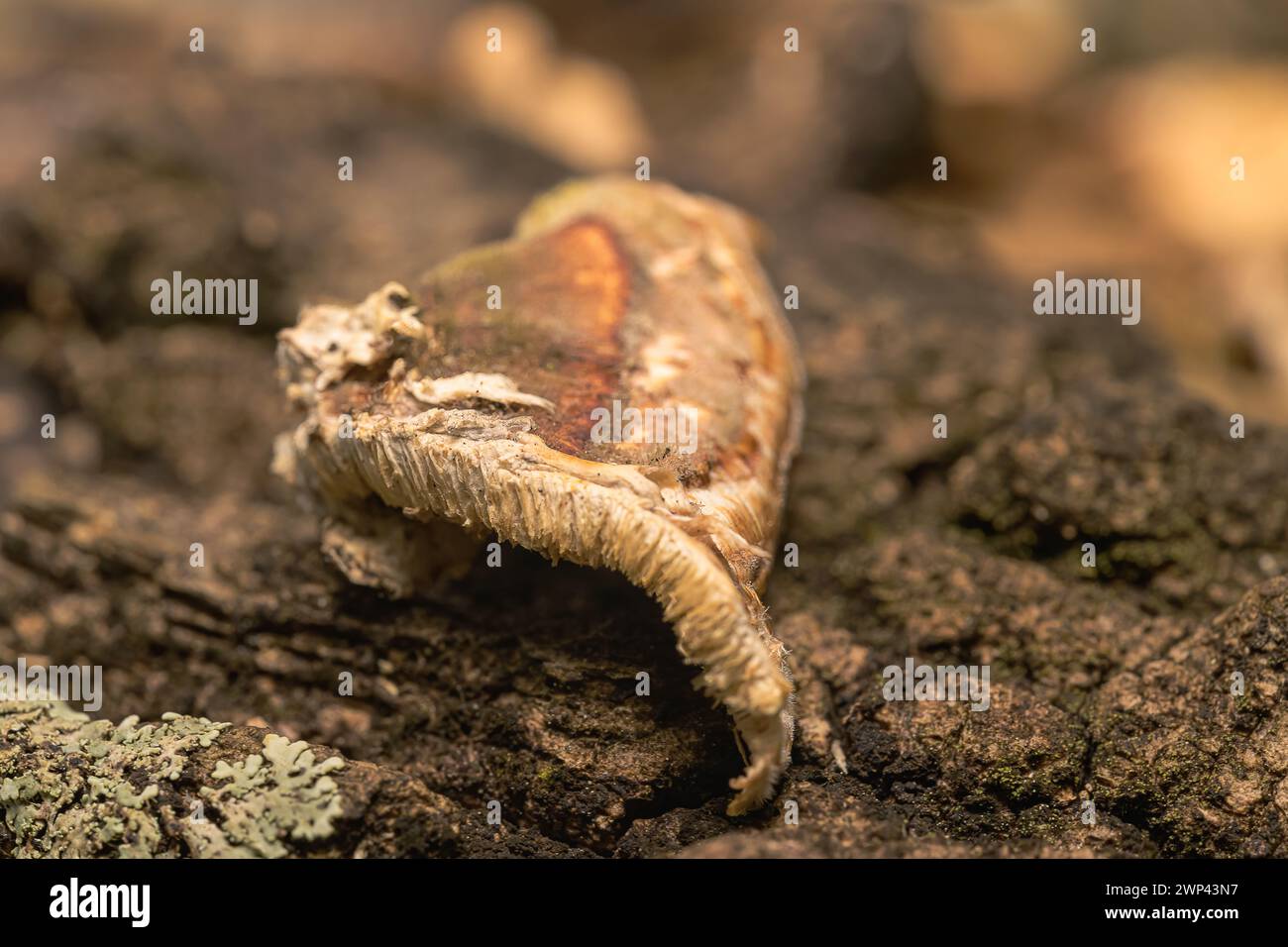 Fungal decay hi-res stock photography and images - Alamy