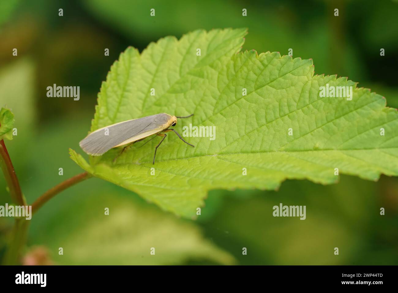 Natural Closeup of a orange yellow, common footman moth, Eilema ...