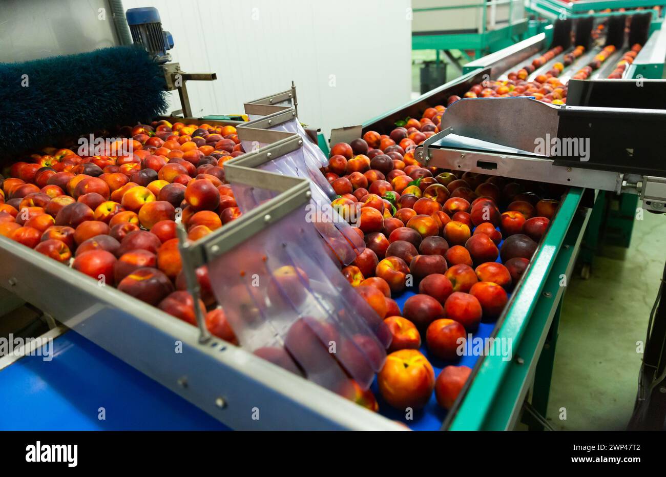 Cleaning and sorting peaches in factory automated line Stock Photo - Alamy