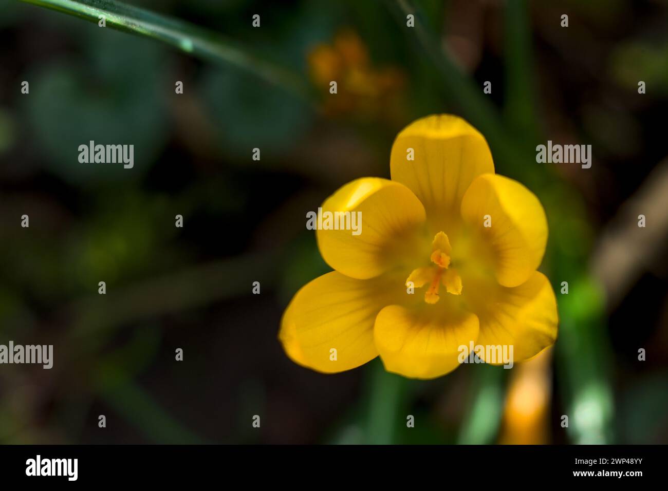 Details of a single fresh yellow blooming crocus Stock Photo - Alamy
