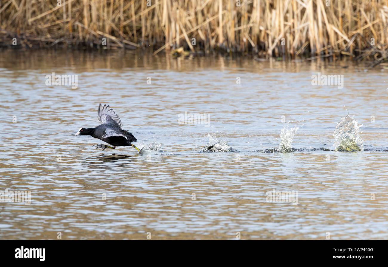 Close up of a Coot, Fulica atra, with its wings spread at high speed ...
