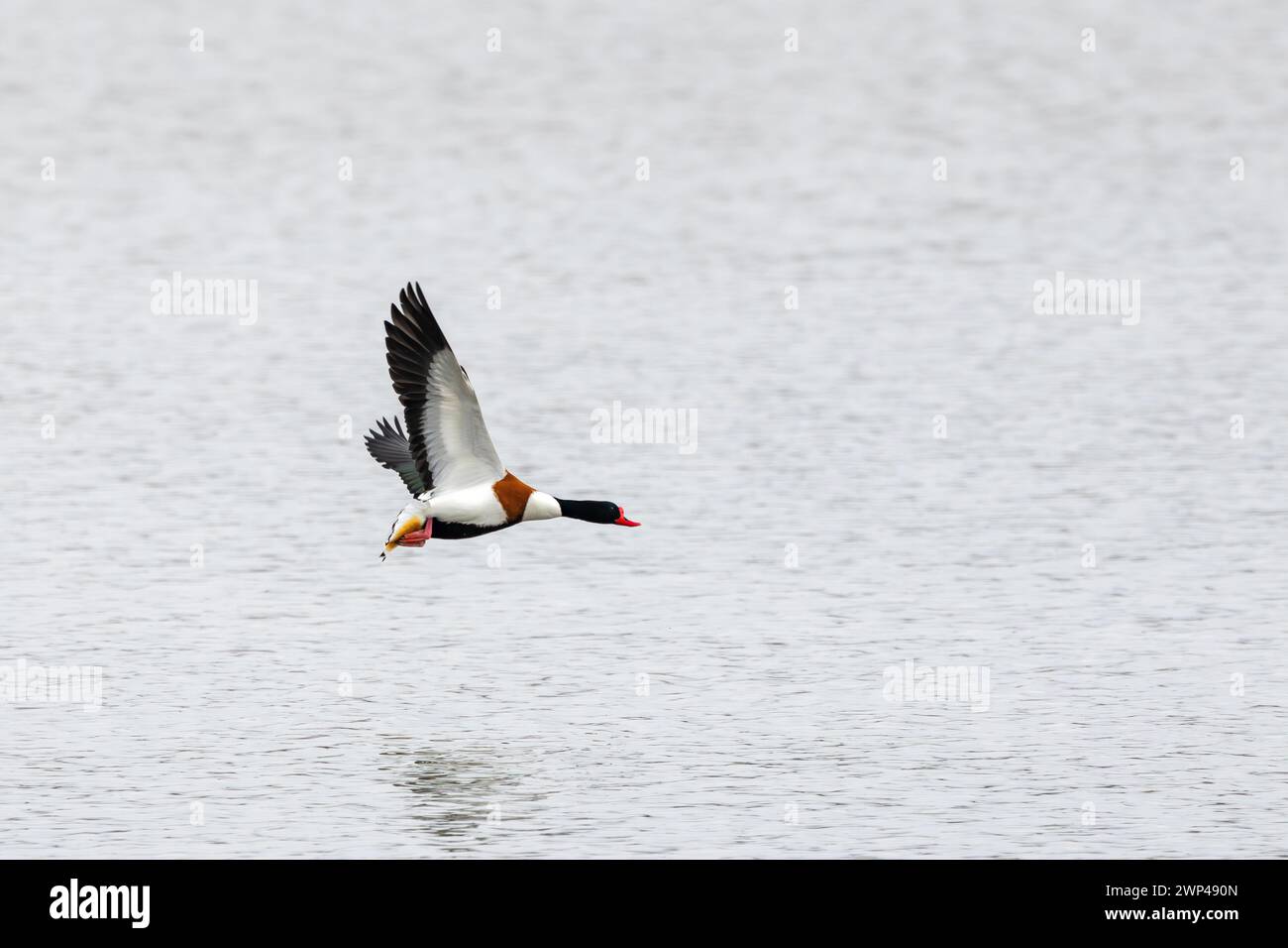 Close up of a Shelduck, Tadorna tadorna, flying with upright wings ...