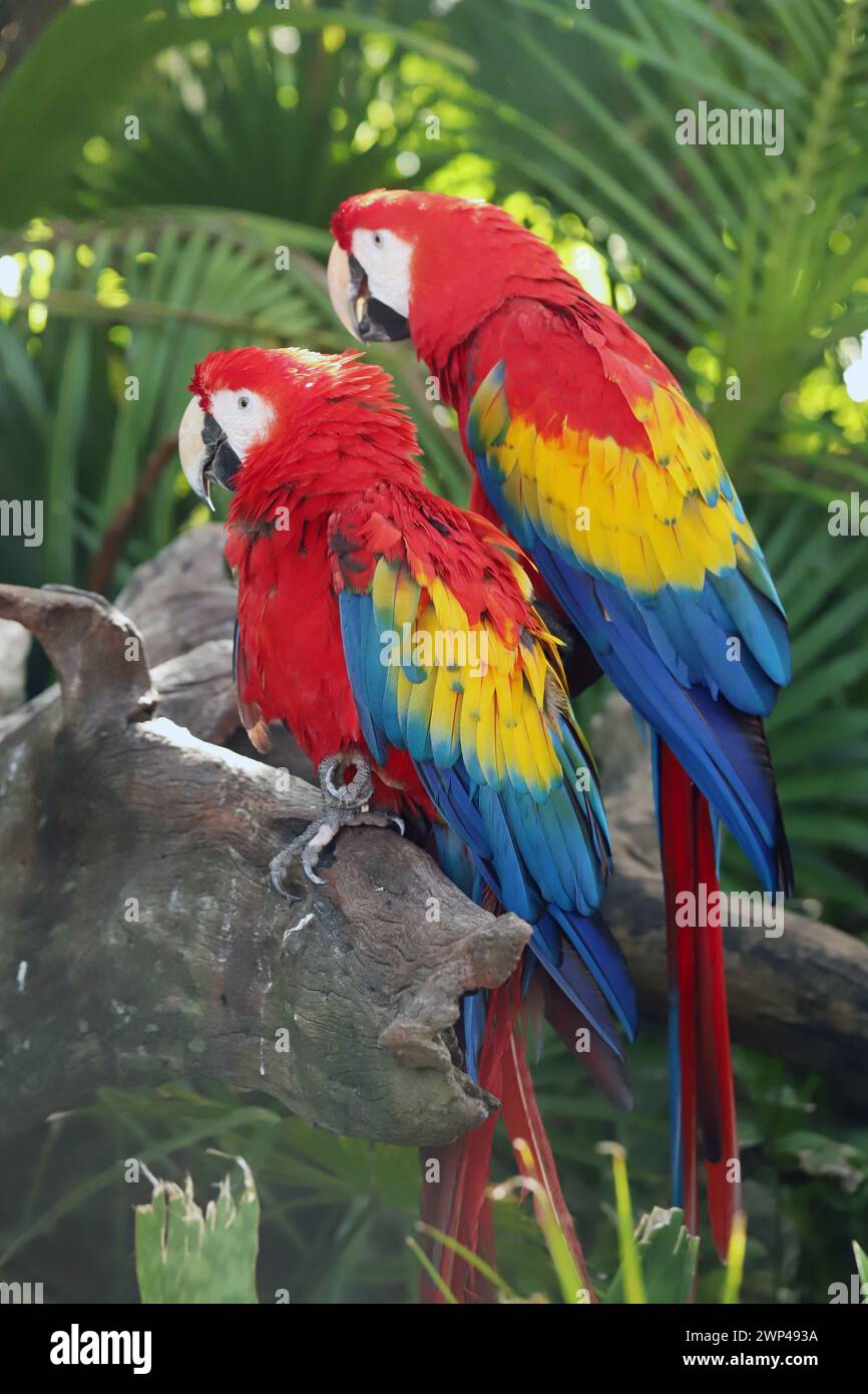 Portrait close up of colorful Scarlet Macaw parrot in Mexico against ...