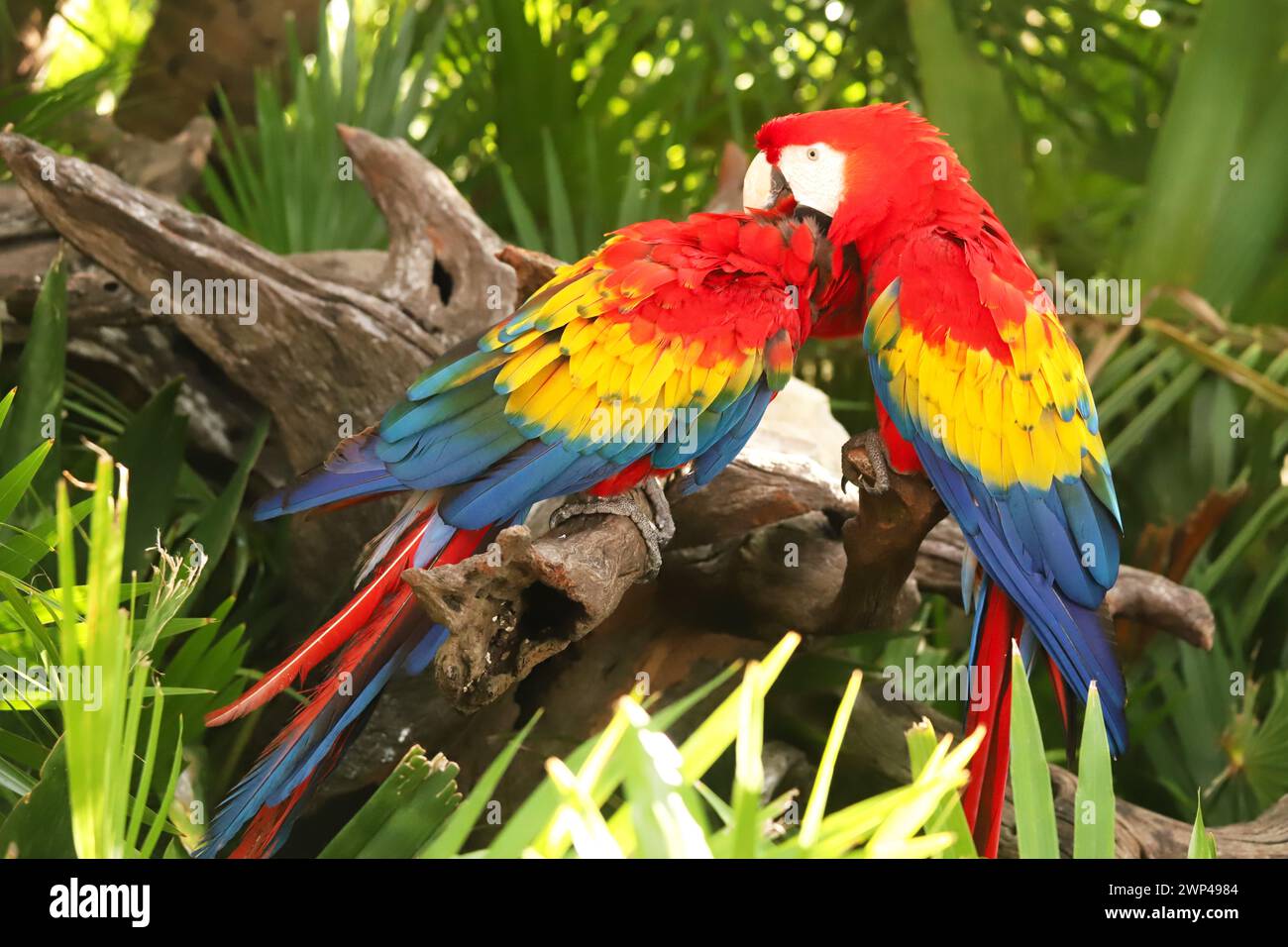 Portrait close up of colorful Scarlet Macaw parrot in Mexico against ...