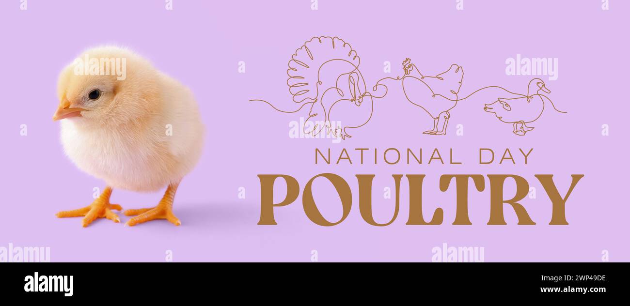 Poultry farm chicks usa hi-res stock photography and images - Alamy