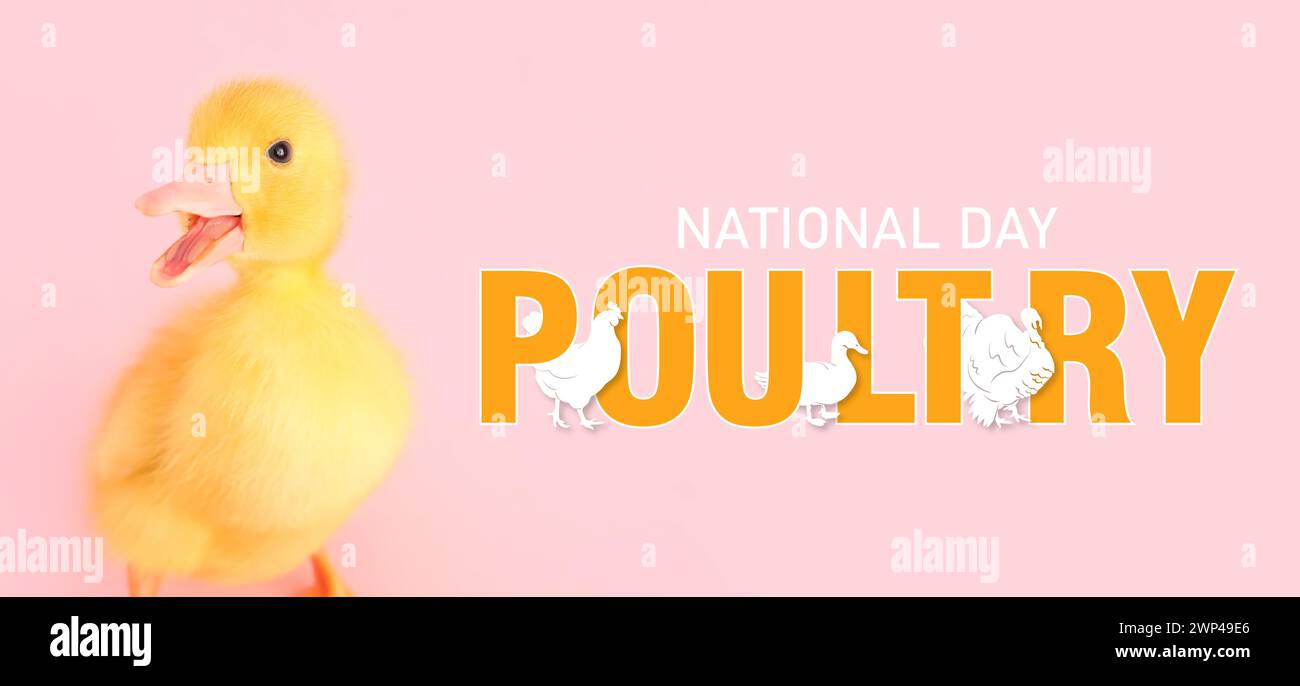 Banner for National Poultry Day with cute duckling Stock Photo - Alamy