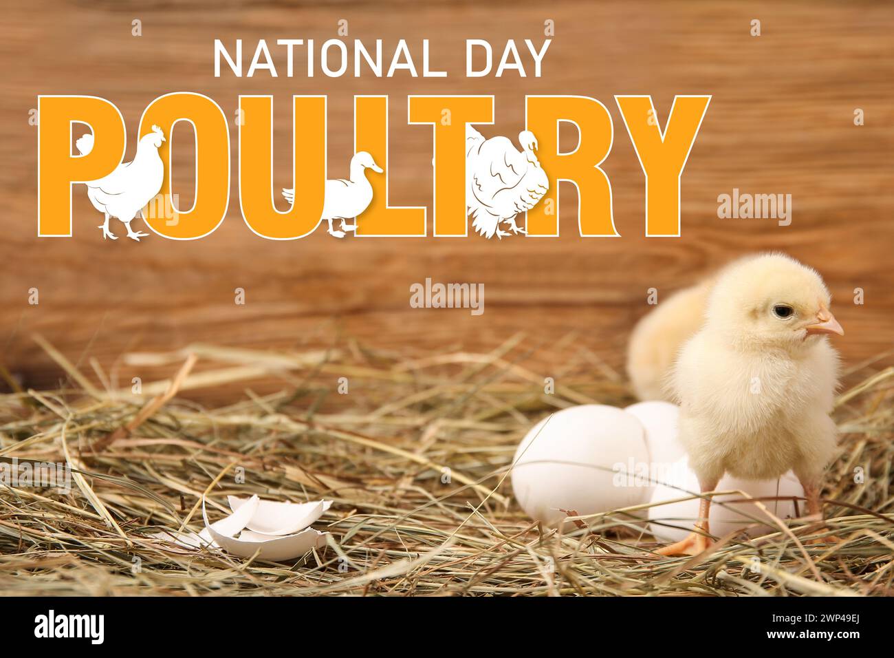 Banner for National Poultry Day with cute chick Stock Photo - Alamy
