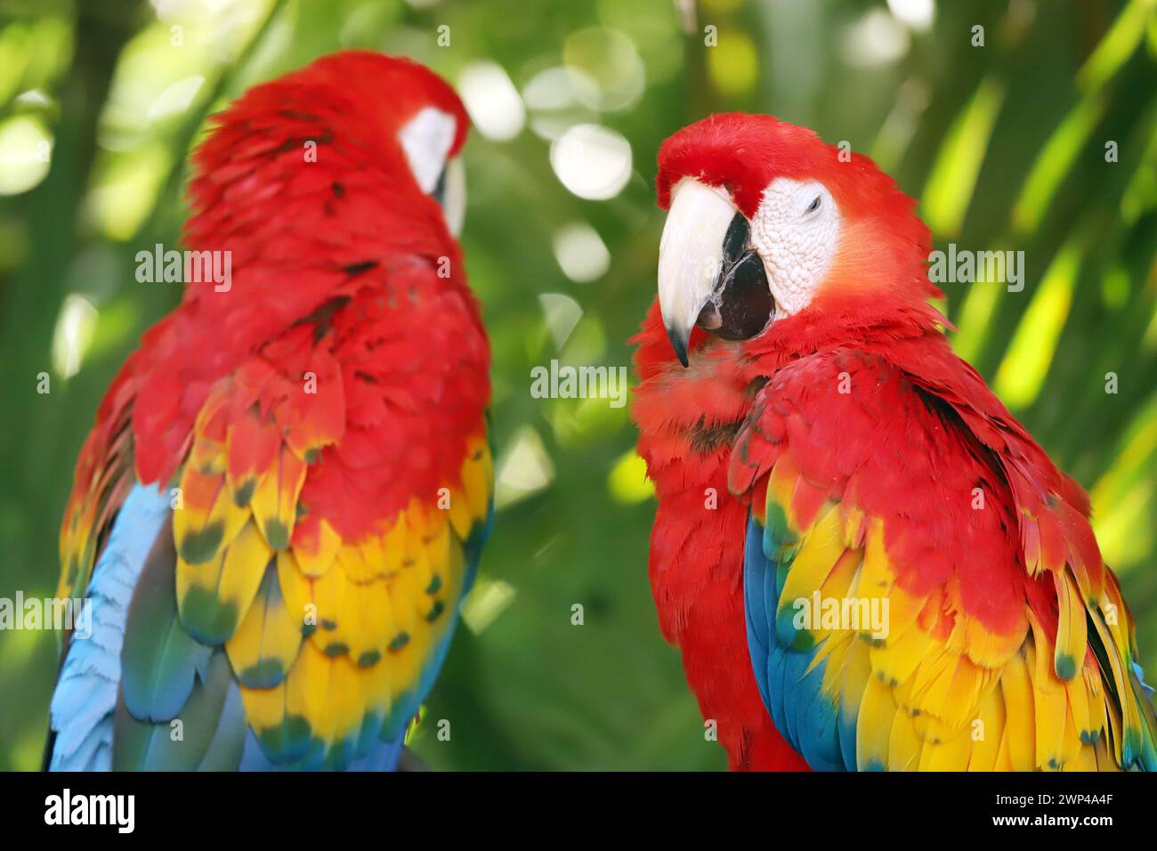 Rainforest puerto rico wild animal hi-res stock photography and images ...