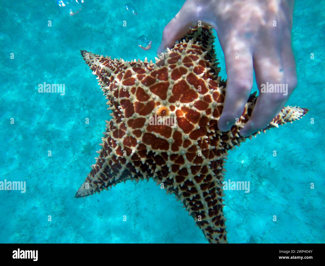 Starfish under the water hi-res stock photography and images - Alamy