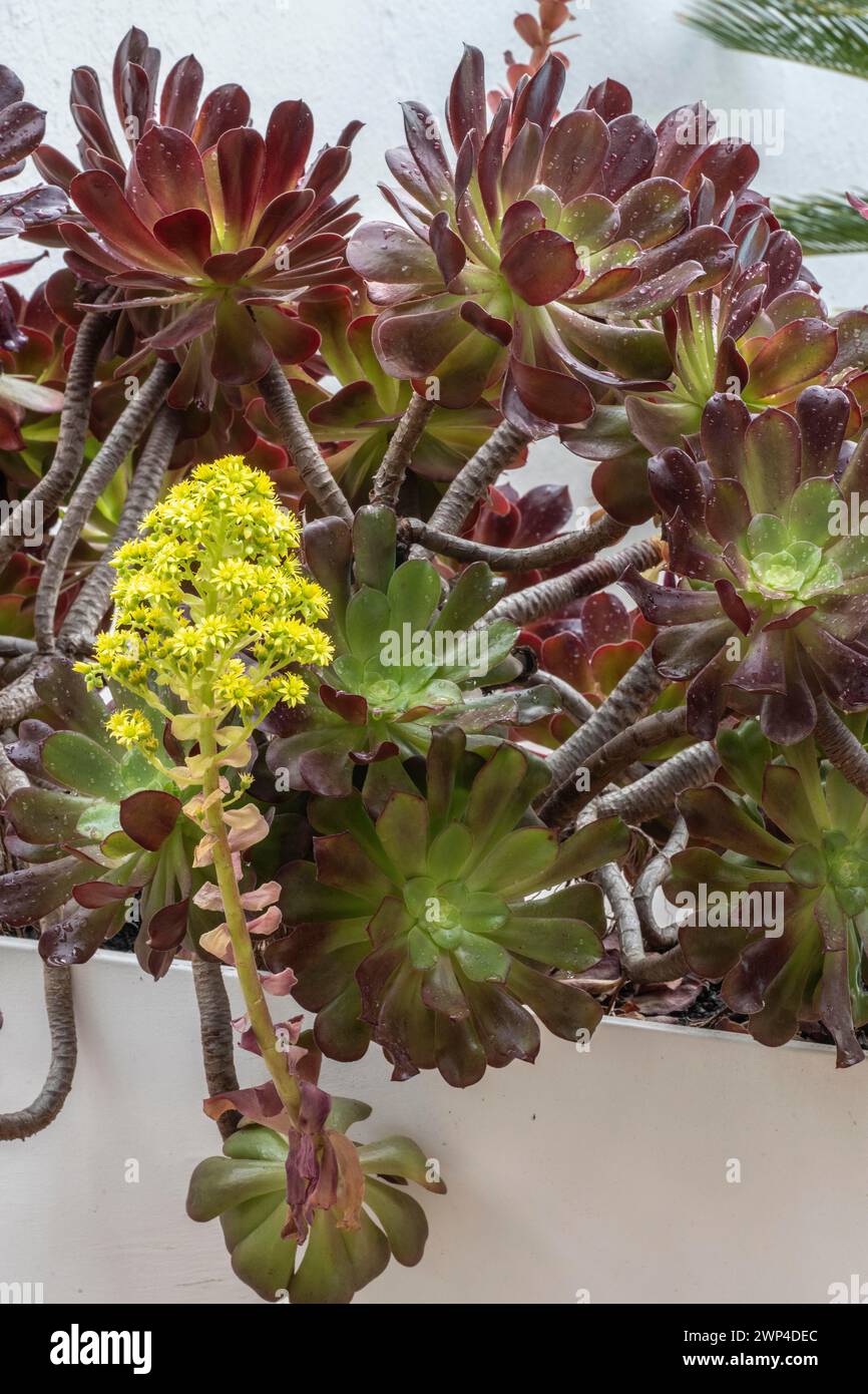 Tree aeonium aeonium arboreum hi-res stock photography and images - Alamy