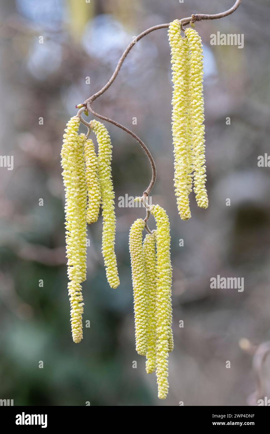 Male hazelnut blossom hi-res stock photography and images - Alamy