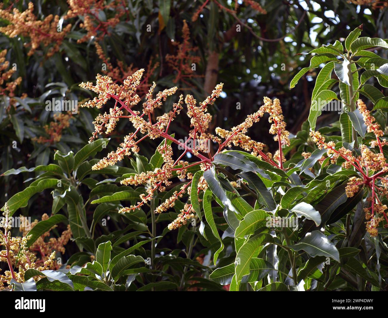 Mango tree flowering in a tropical farm Stock Photo - Alamy