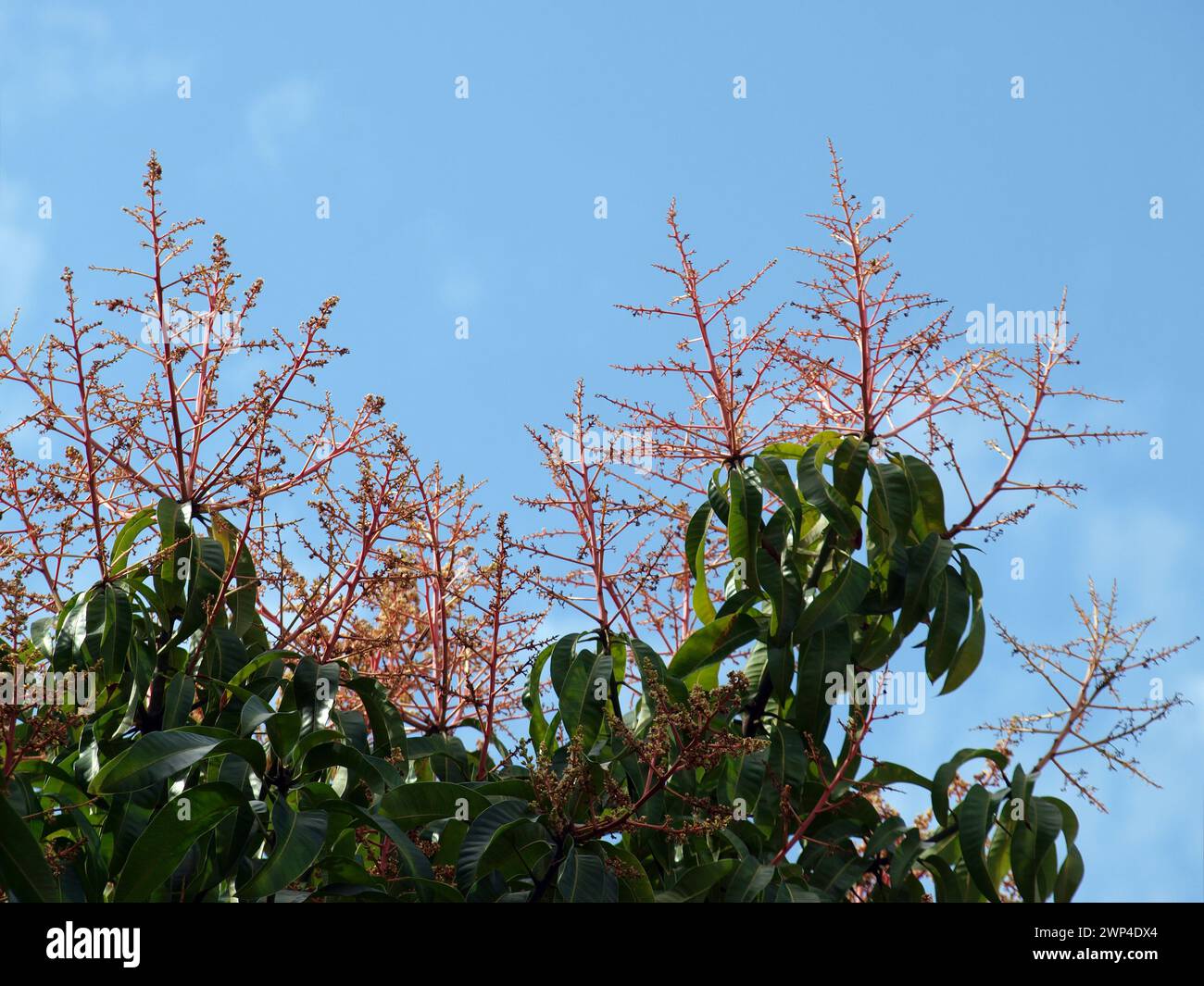 Mango flower hi-res stock photography and images - Alamy