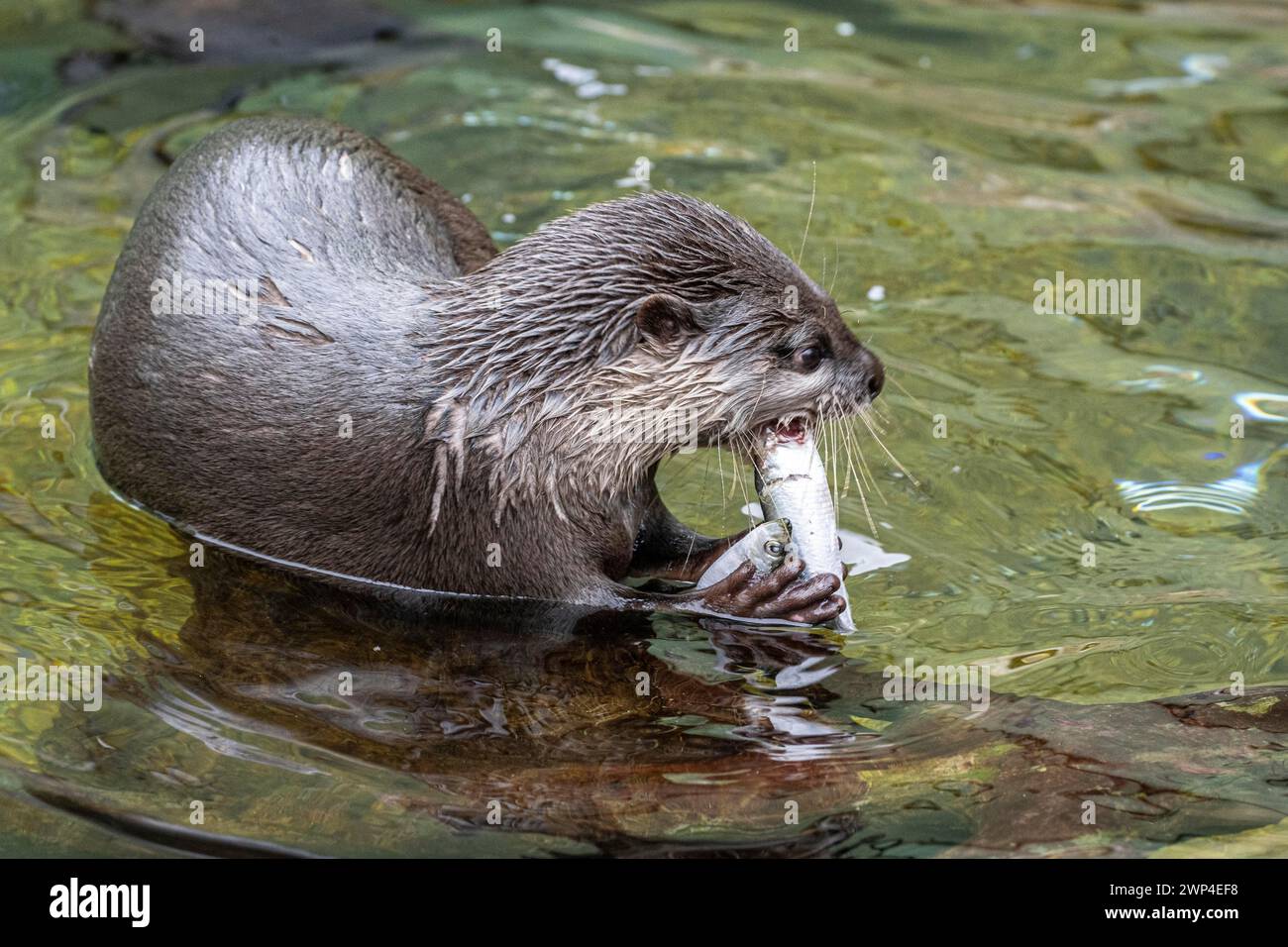 Dwarf otter, Asian oriental small-clawed otter (Aonyx cinerea ...