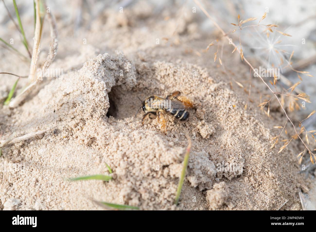 Hymenoptera on nest in nature hi-res stock photography and images - Alamy