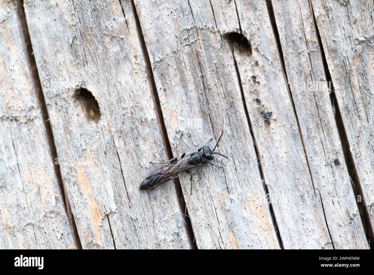 Potter's digger wasp (Trypoxylon figulus), in front of its nesting ...