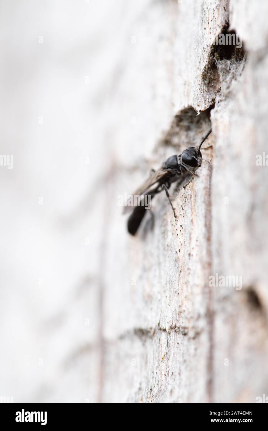 Potter's digger wasp (Trypoxylon figulus), in front of its nesting ...