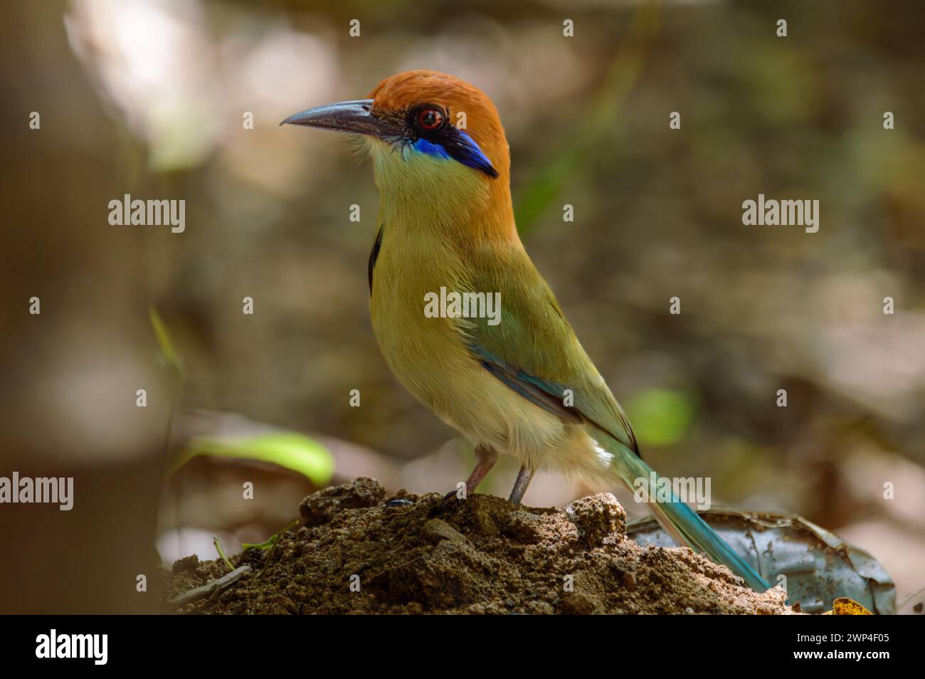 Russet-crowned Motmot, Momotus mexicanus, Standing on Forest Floor ...