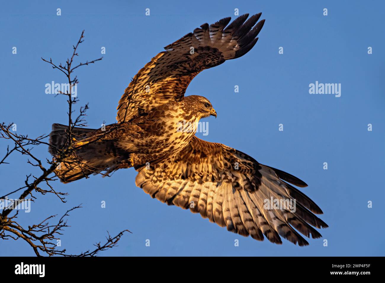 A hawk is spreading its wings mid-flight against a clear blue sky, with ...