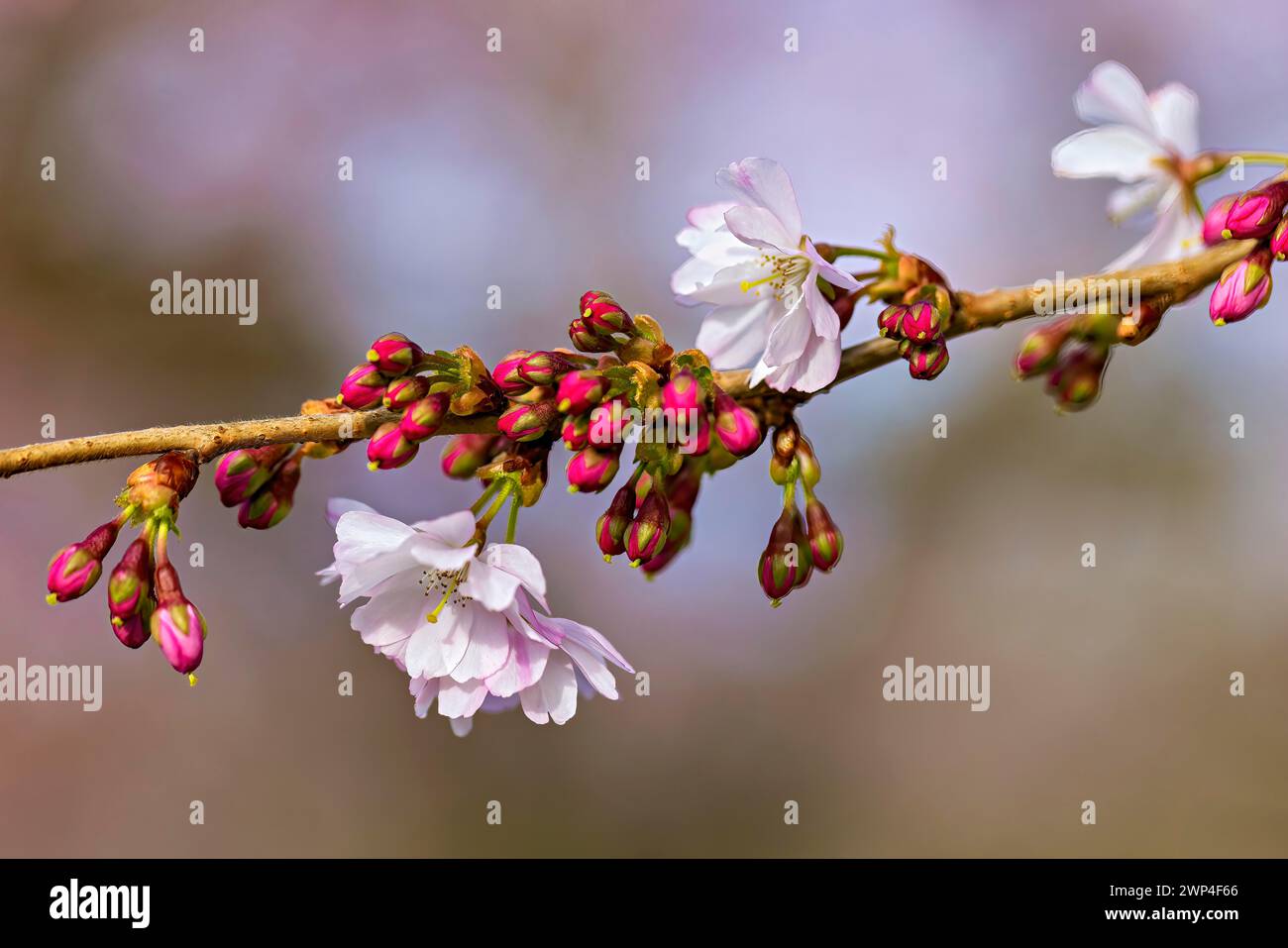 Cherry blossom branch with pink buds and open white flowers signaling ...