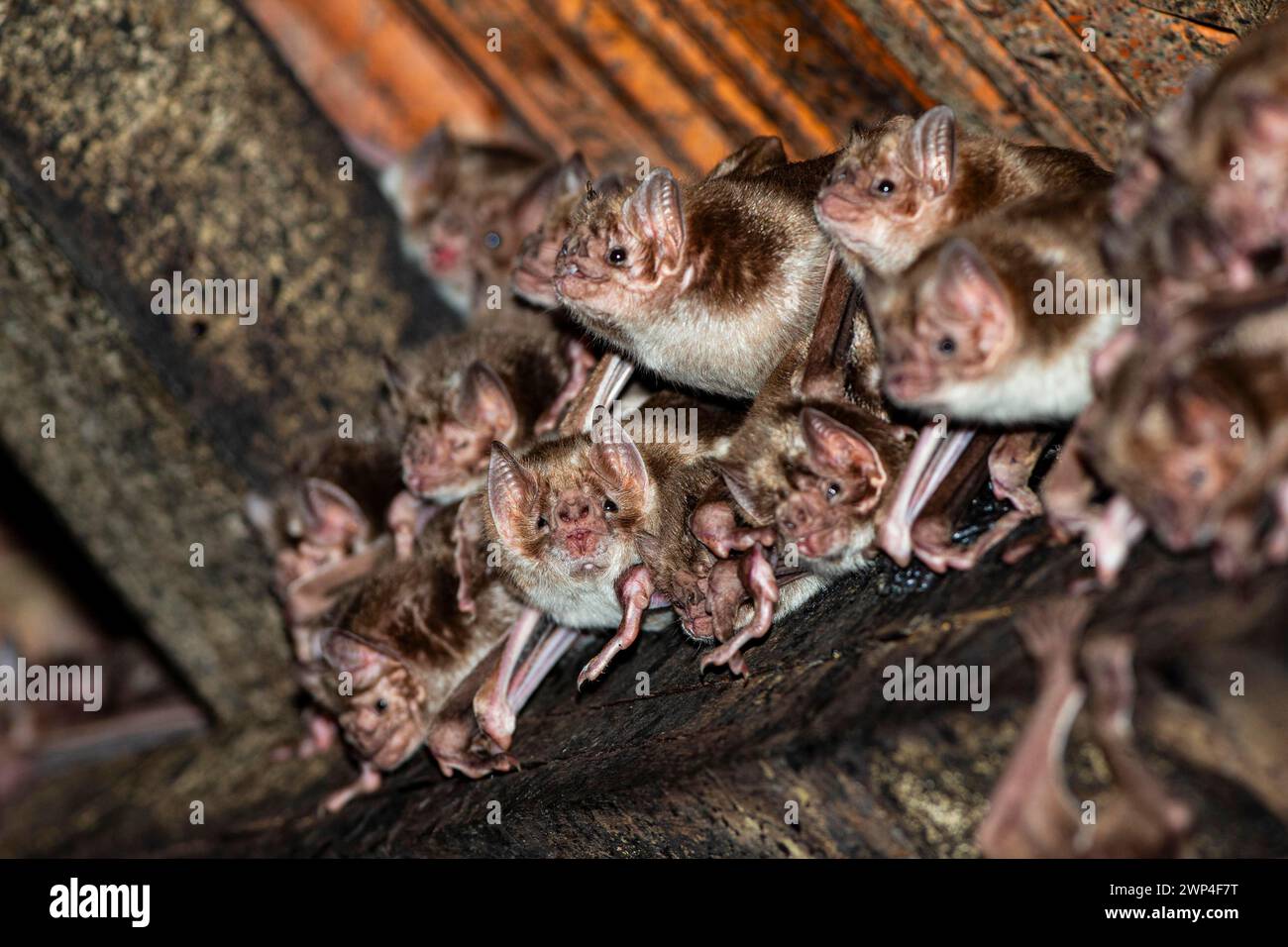 Vampire bat desmodus rotundus hi-res stock photography and images - Alamy