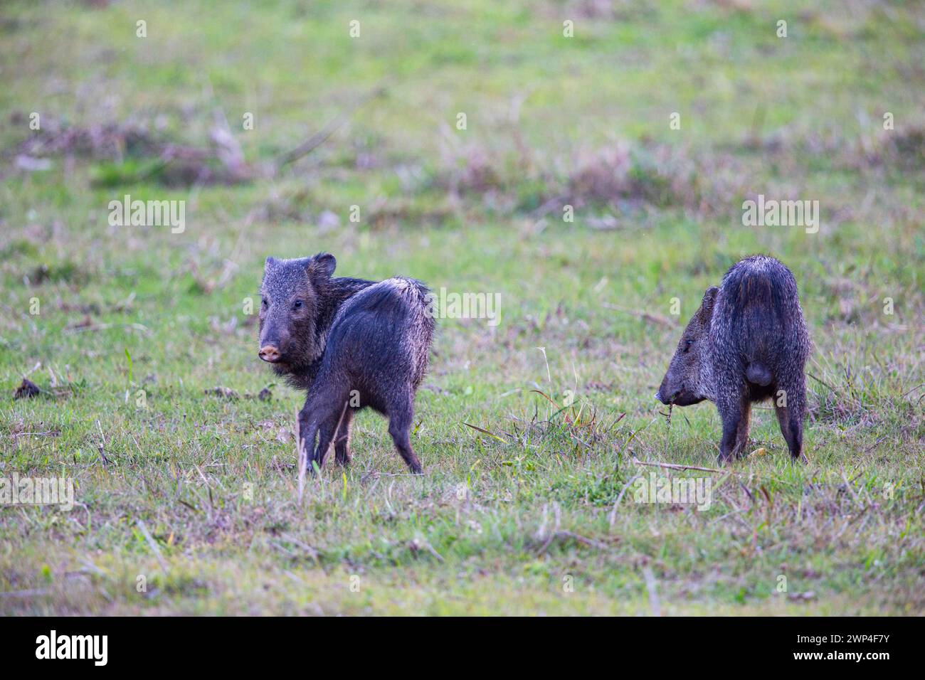 Collared peccary (Tayassu tajacu) Pantanal Brazil Stock Photo - Alamy