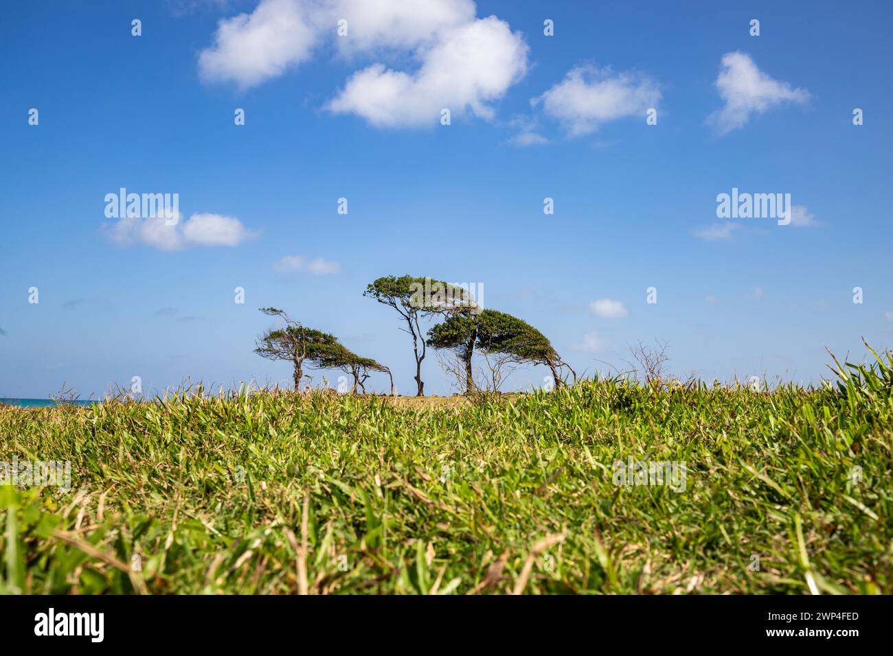 Nature in a special way, trees grow with the wind, a dreamlike ...